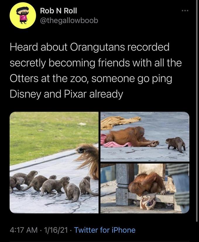 This is the cutest friendship I've ever seen | Animals | Know Your Meme