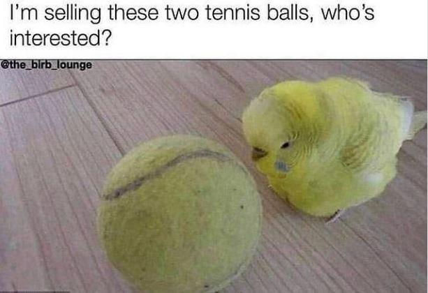 The one on the right looks like it'll bite though... | Know Your Meme