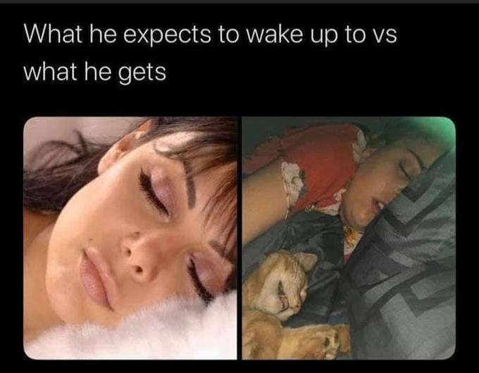 Too late to trade now | Cats | Know Your Meme