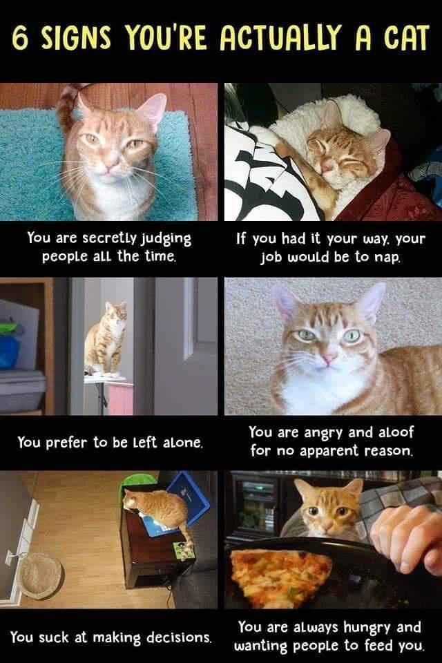 And that's why I prefer cats over people | Cats | Know Your Meme