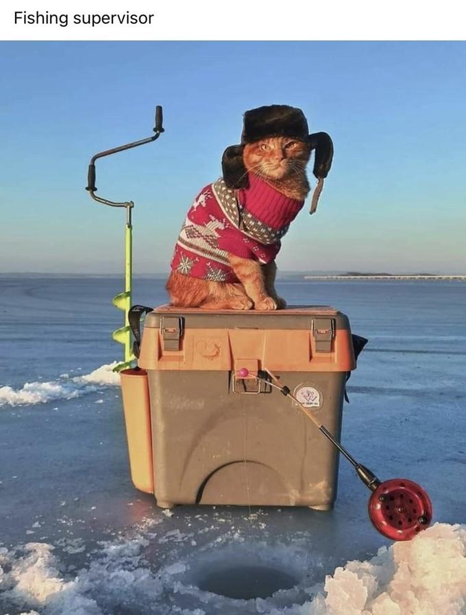 He is serious about his duty | Cats | Know Your Meme