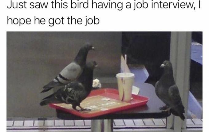 Good luck buddy | Birbs | Know Your Meme