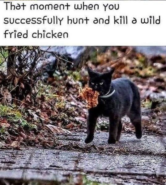 The struggle is real for urban cats | Cats | Know Your Meme