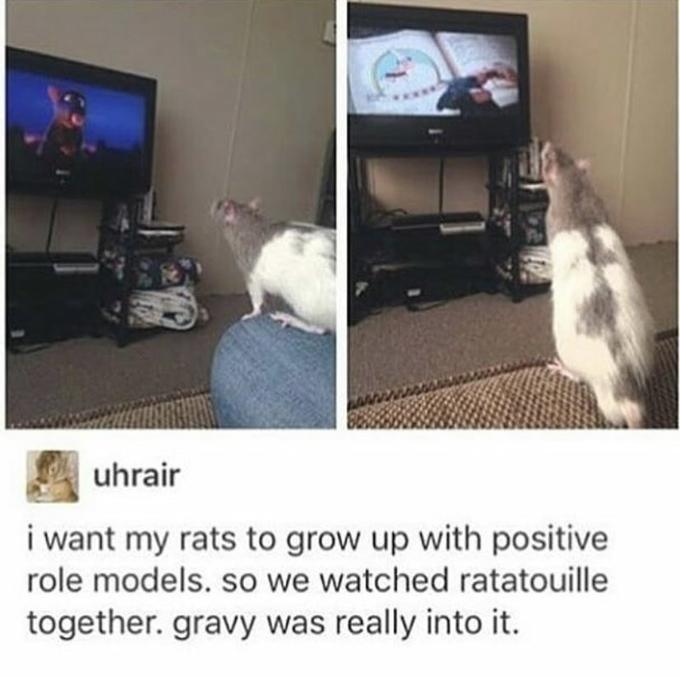 Hopefully he'll start making restaurant quality meals | Ratatouille ...