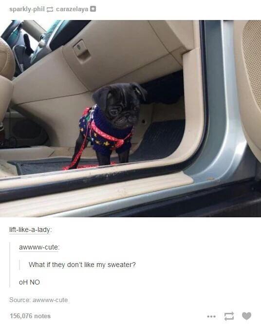 We LOVE your sweater | Dogs | Know Your Meme
