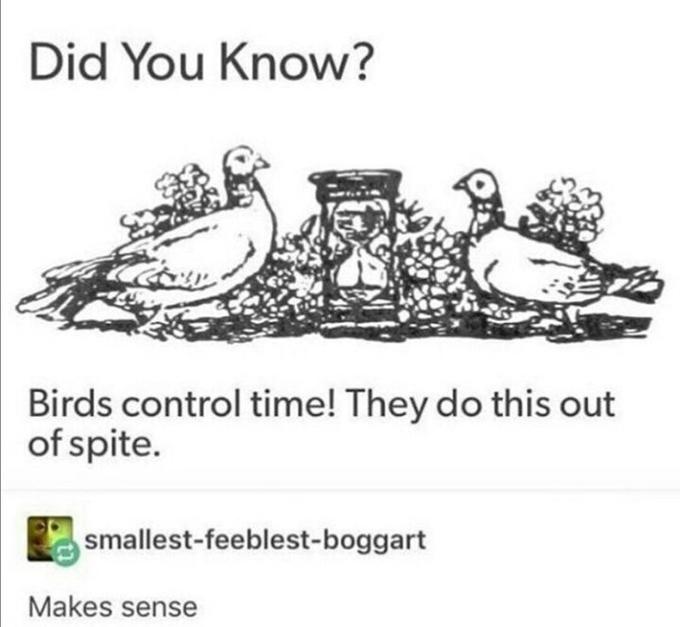 They always seemed suspicious | Birds | Know Your Meme