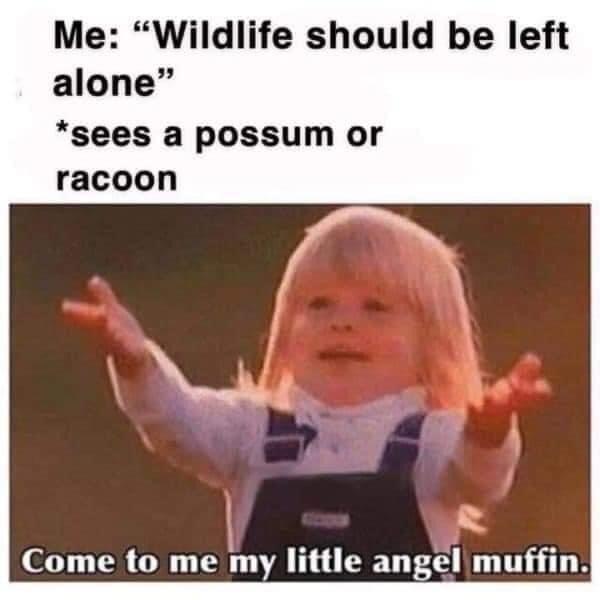 You live with me now | Animals | Know Your Meme