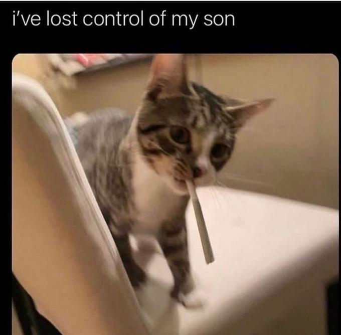 But did he roll it himself because that's pretty impressive | Cats ...