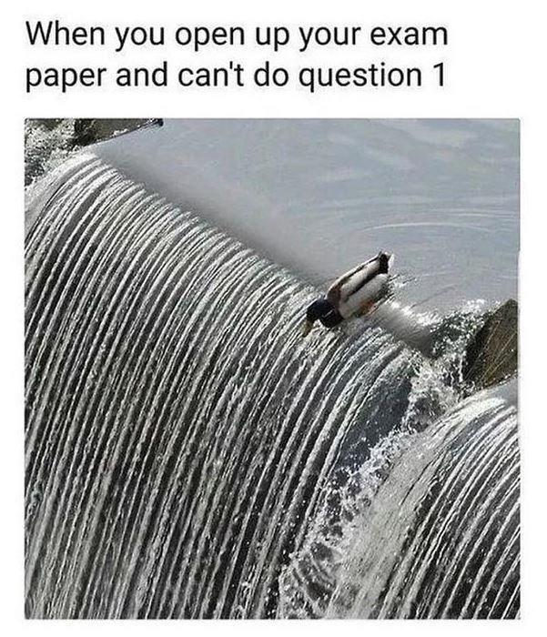 My entire academic career | Birds | Know Your Meme