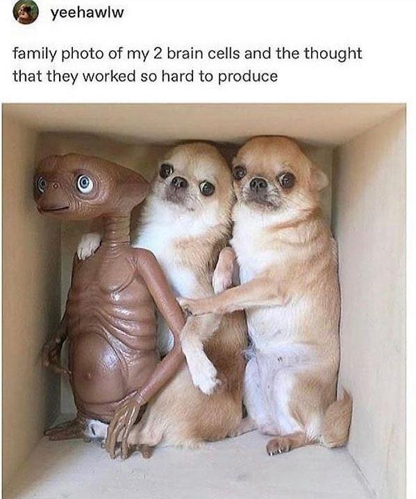 So proud of them | Dogs | Know Your Meme