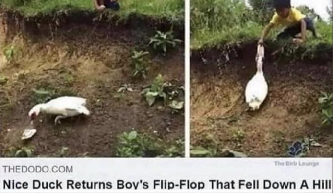 good duck | Animals | Know Your Meme