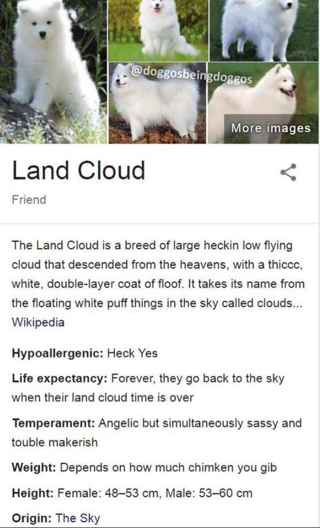 land cloud | Dogs | Know Your Meme