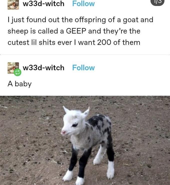 geep | Goats | Know Your Meme