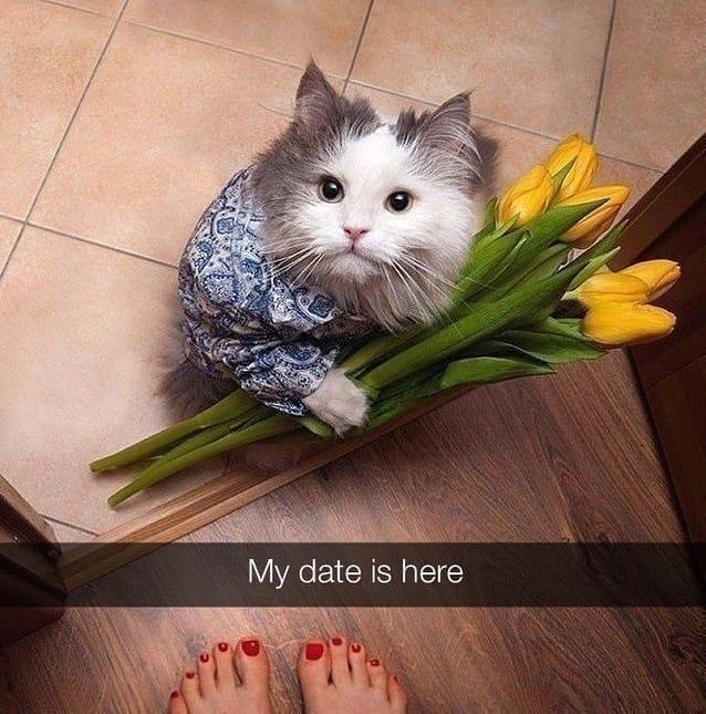 Oh no he's handsome | Cats | Know Your Meme