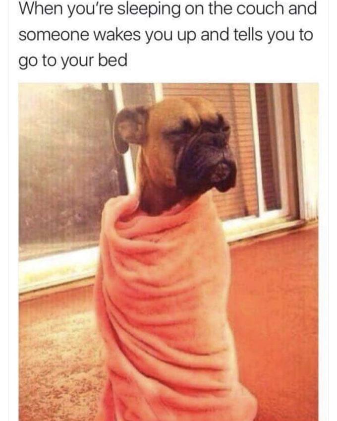 but the couch is so comfy.... | Dogs | Know Your Meme