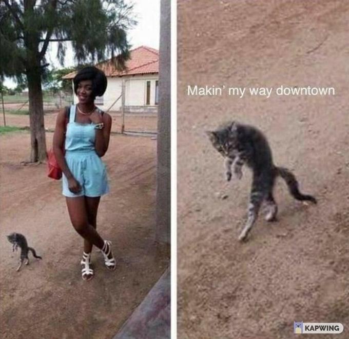 Walking fast, faces pass and a weird cat | Cats | Know Your Meme