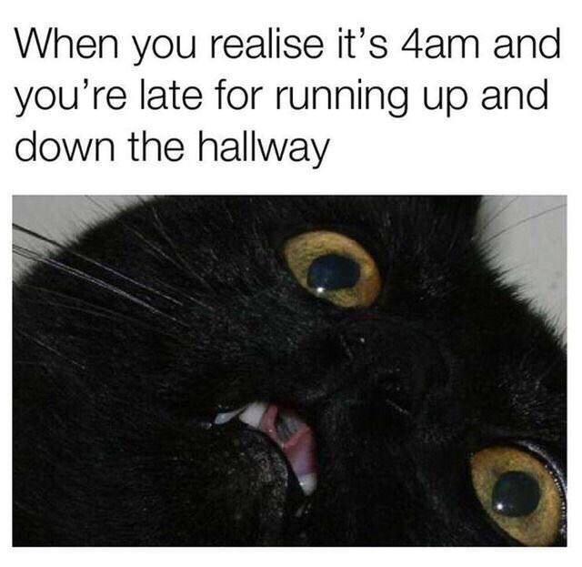 Mittens has been slacking on the job | Cats | Know Your Meme