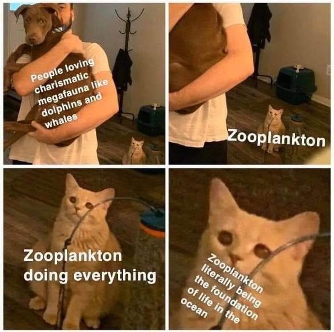 Zooplankton deserves love too | Cat Looking at Man Holding Dog | Know ...