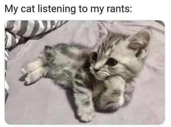 Mhm... sure... can I get a treat now? | Cats | Know Your Meme