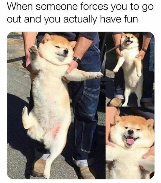 Sometimes leaving the house can be fun | Shiba Inus / Shibes | Know ...