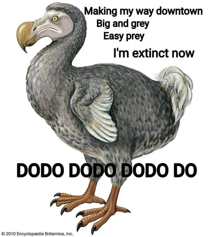Dodo dodo dodo and I miss you | Birds | Know Your Meme