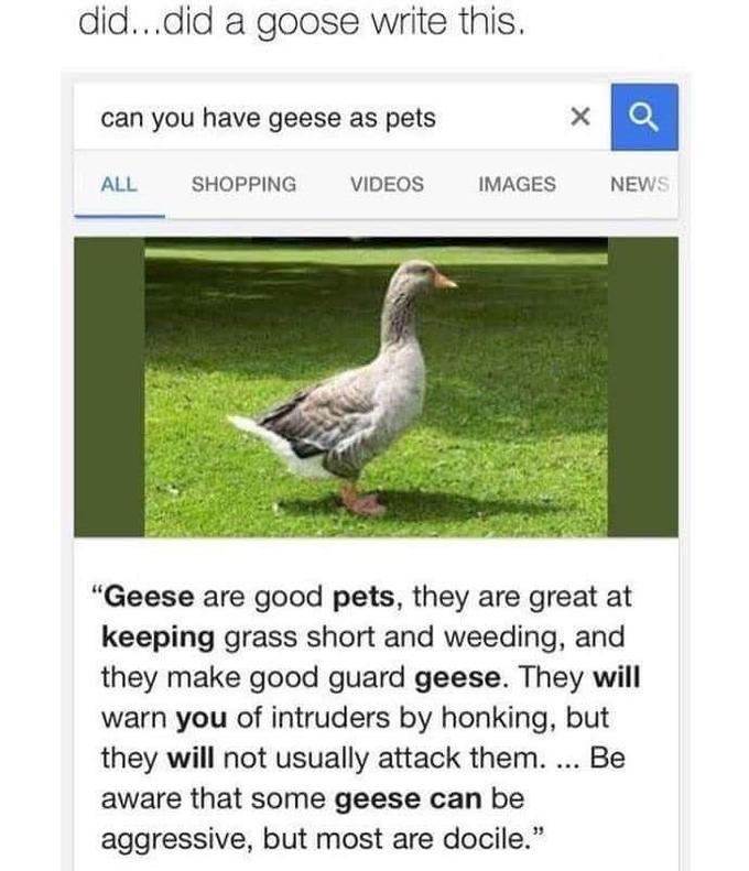 it's a beautiful day in the village and you are a wonderful goose ...