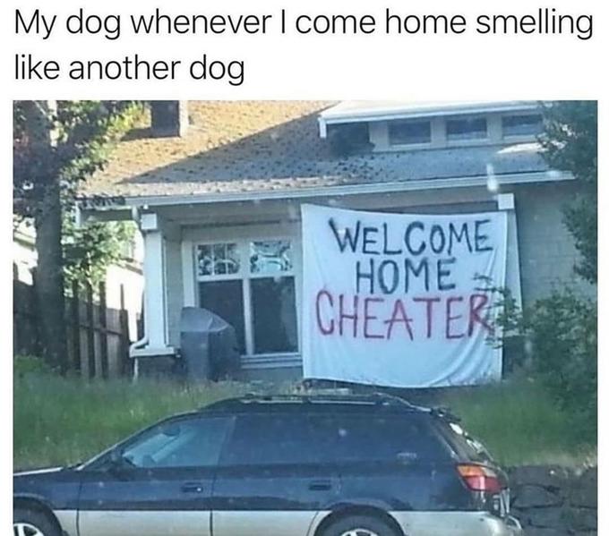 I wasted my best years on you! I could have been a guide dog! | Dogs ...