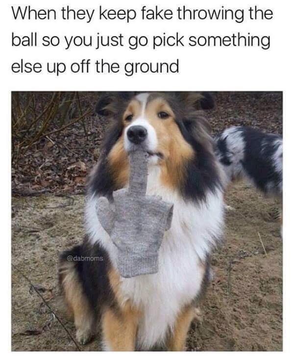 Stop messing with me | Dogs | Know Your Meme