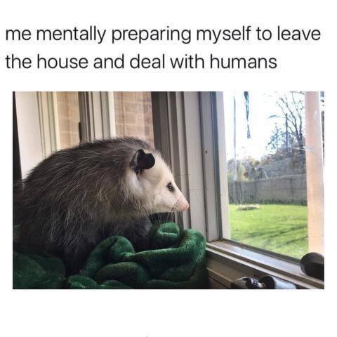 Another day of pretending to be domesticated | Possums | Know Your Meme