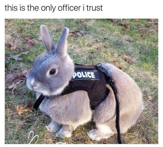 i'm about to be arrested for snuggling an officer | Rabbits | Know Your ...