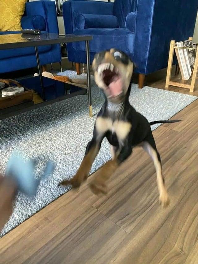 19 R Animals Being Derps DechelleDerren 19 R Animals Being Derps DechelleDerren