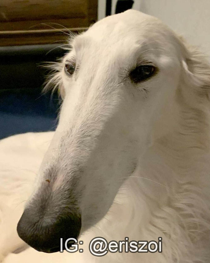 snooot | Borzoi / Long Nose Dog | Know Your Meme