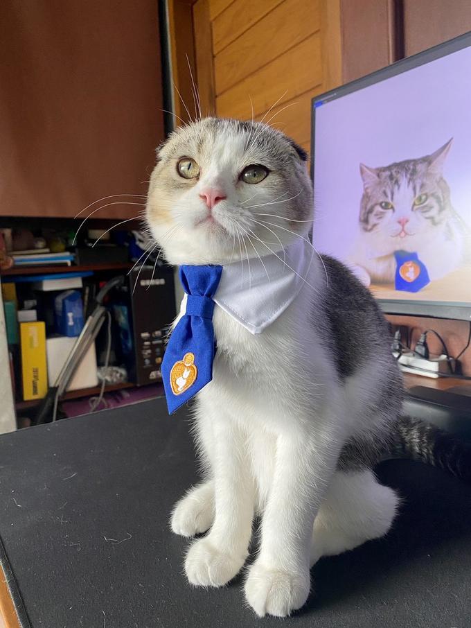 cats with jobs | Cats | Know Your Meme