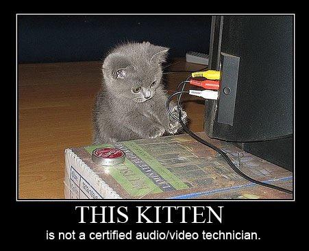 Kitten Tech | Cats | Know Your Meme