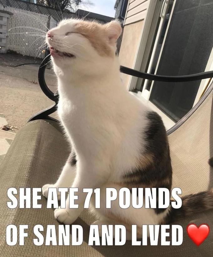He Ate 71 Pounds Of Sand And Died Know Your Meme He Ate 71 Pounds Of Sand And Died Know Your Meme