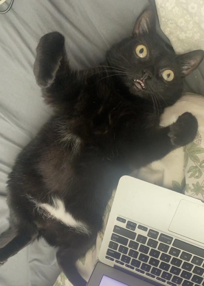 Jinx the Cat | Jinx the Cat | Know Your Meme