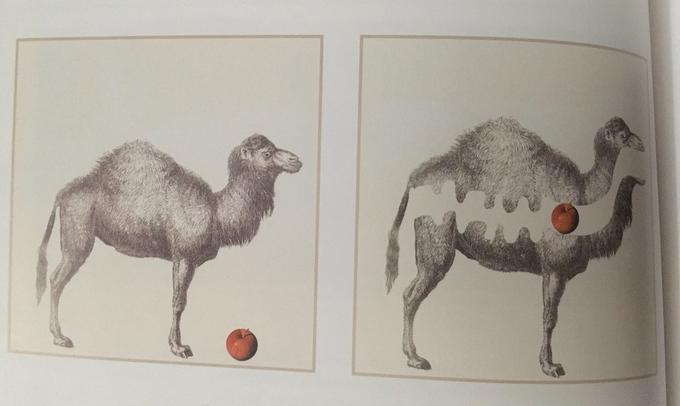 Real Science Identifies What's In The Hump? | Science Diagrams That ...