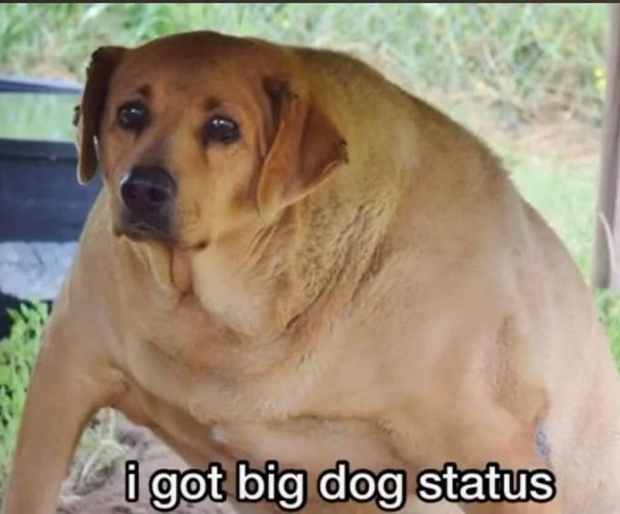I Got Wide Dog Status Big Dog Status Know Your Meme