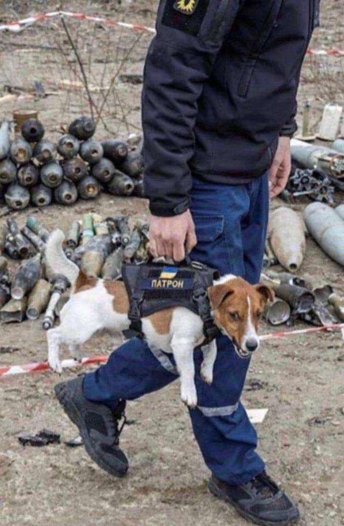 Patron the Dog Being Carried Like a Bag | Know Your Meme