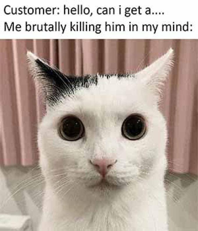 Makeup Cat Meme | Saubhaya Makeup