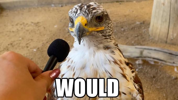 Microphone Bird Would | "Would" Reaction Images | Know Your Meme