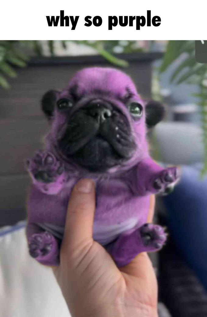Why So Purple | Handheld Pupper | Know Your Meme