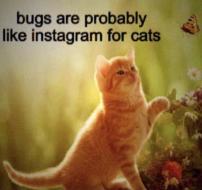bugs are probably like instagram for cats | Cats | Know Your Meme