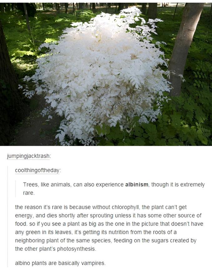 Albino Trees | Tumblr | Know Your Meme