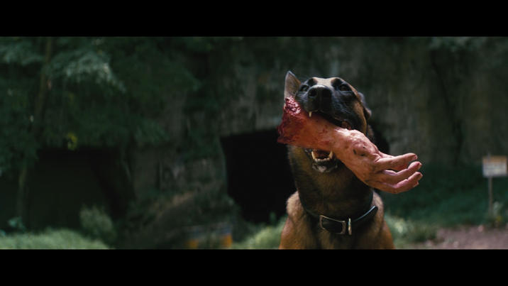 Again, the best part of almost any Fallout title is the dog | Fallout ...