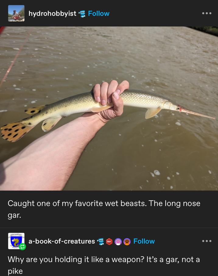 Longnose Gar | Tumblr | Know Your Meme