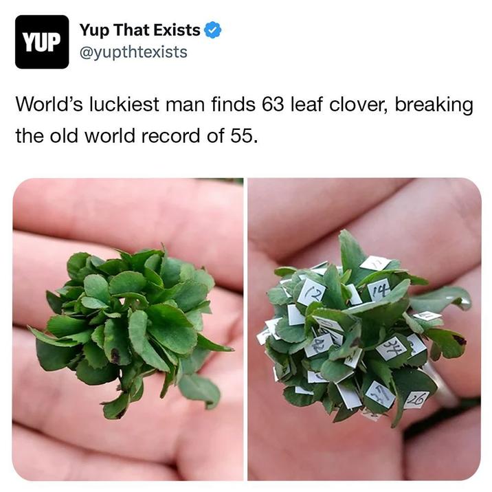Mutant clover | /r/ofcoursethatsathing / Of Course That's A Thing ...