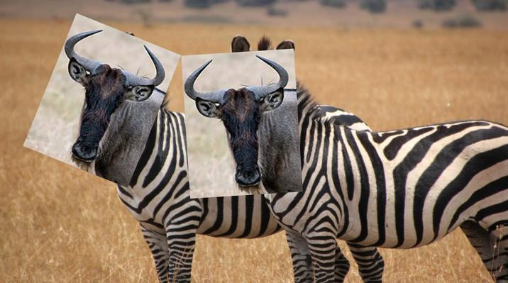Fake Gnus (Zebra Version) | Fake Gnus | Know Your Meme