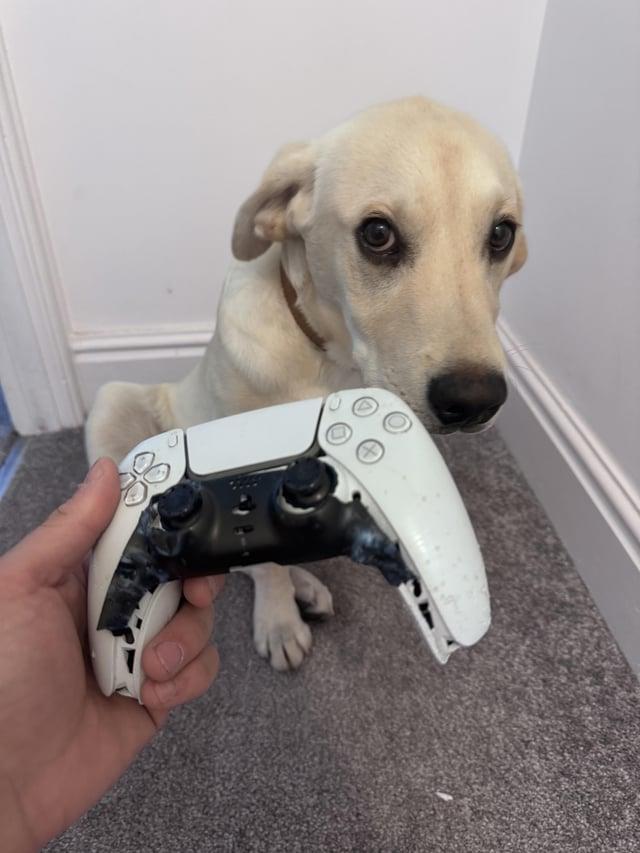 23 Guilty Dogs Caught Committing Canine Crimes | Know Your Meme