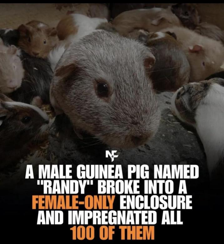 Madlad Randy the Guinea Pig | /r/madlads | Know Your Meme